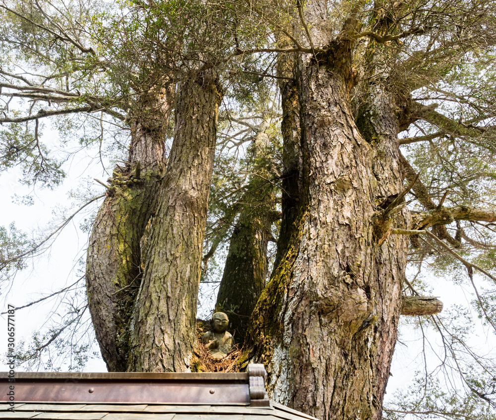 Giant tree with the statue of Kobo Daishi inside on the grounds of ...
