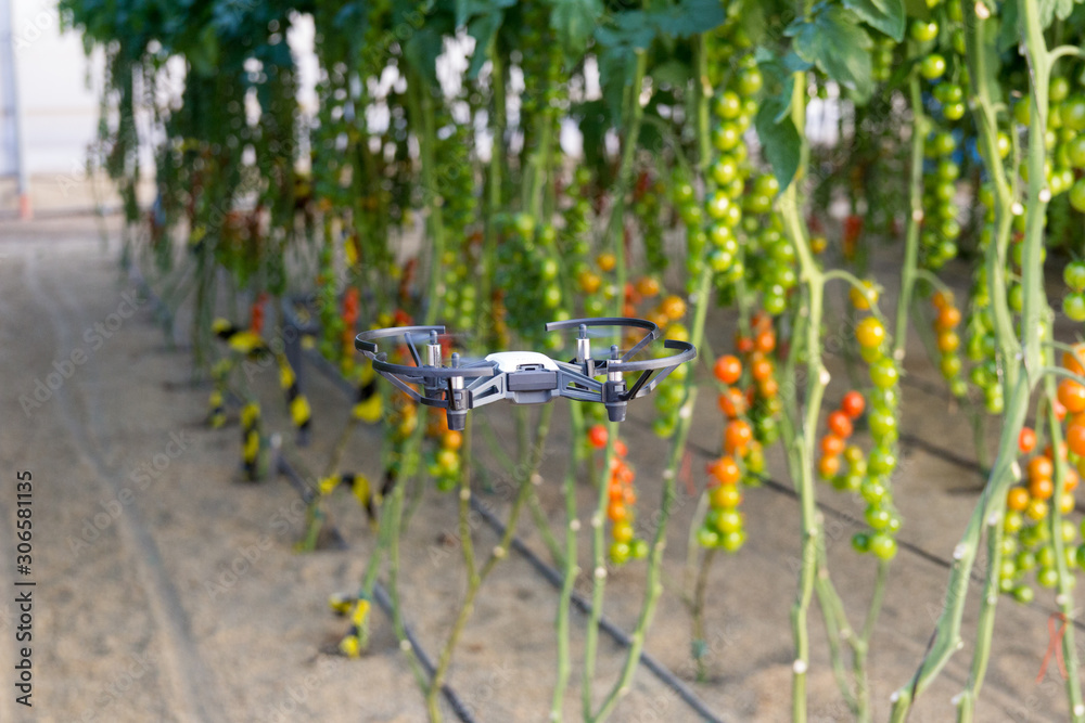 Mini dron volando en un invernadero entre un cultivo de tomate Stock ...