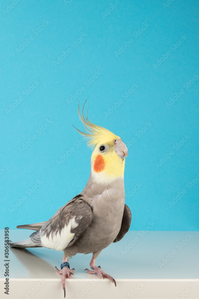 Blue Cockatiels