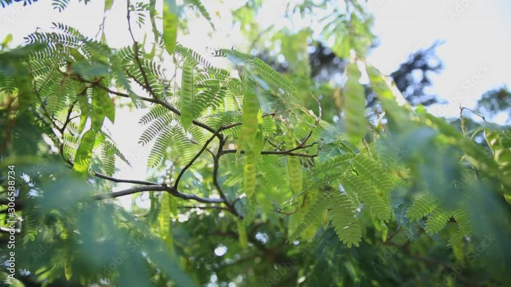 Albizzia kalkora or Albizia julibrissin. Sun beams through leaves of ...