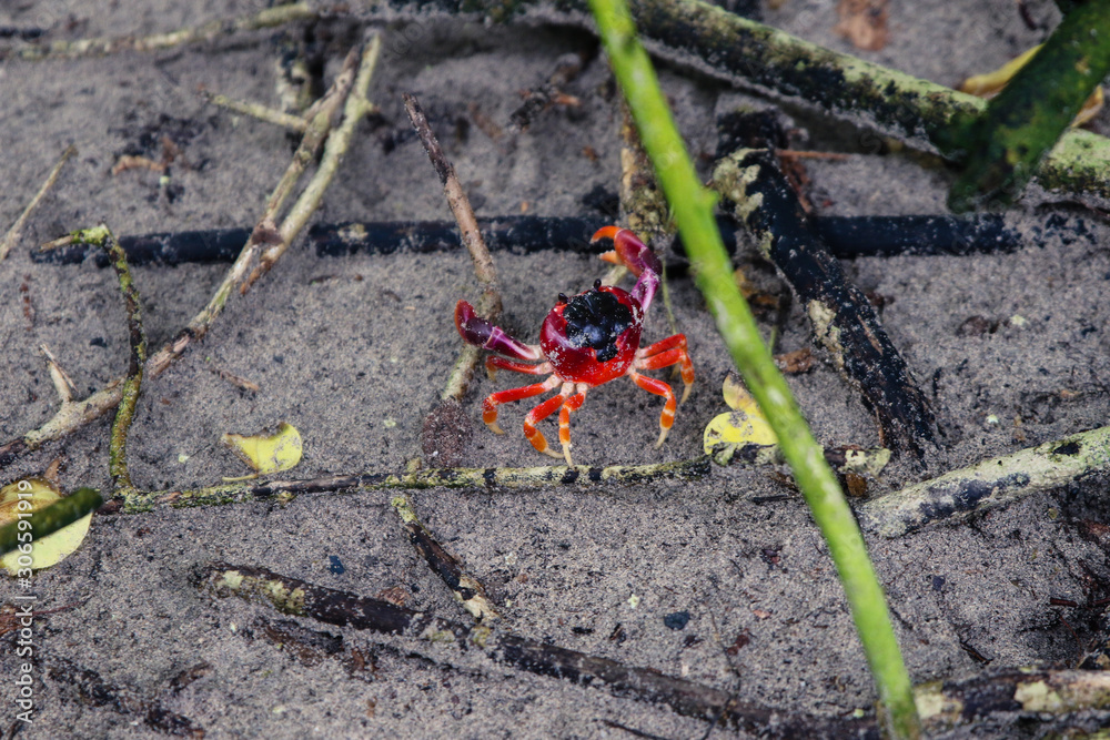 Crabe rouge de la martinique Stock Photo | Adobe Stock Crabe rouge de la martinique Stock Photo | Adobe Stock