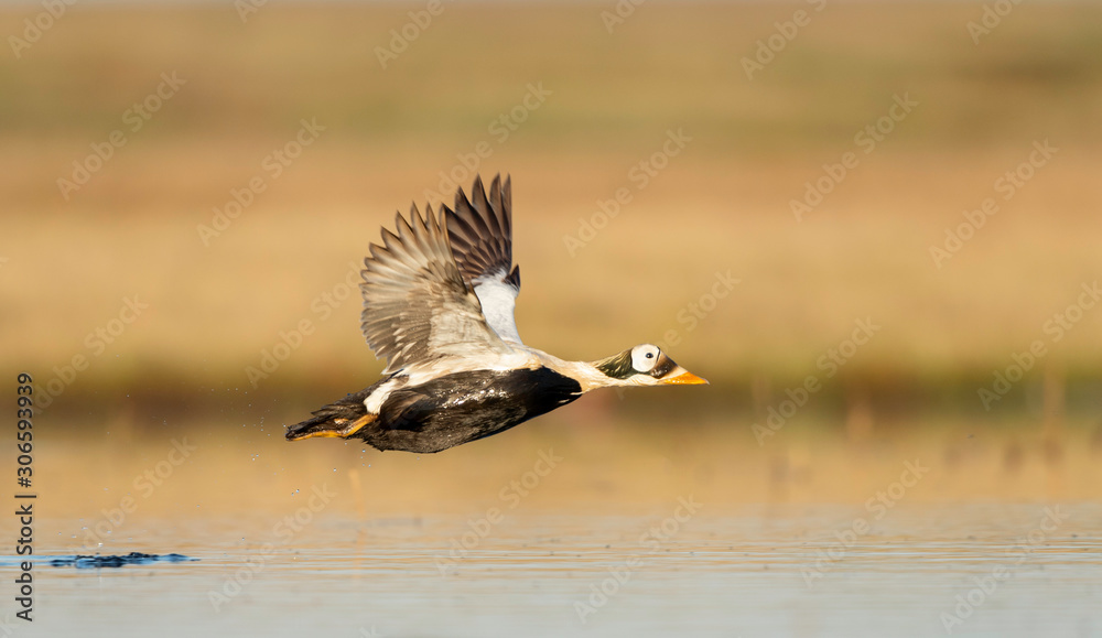 Spectacled Eider In Flight