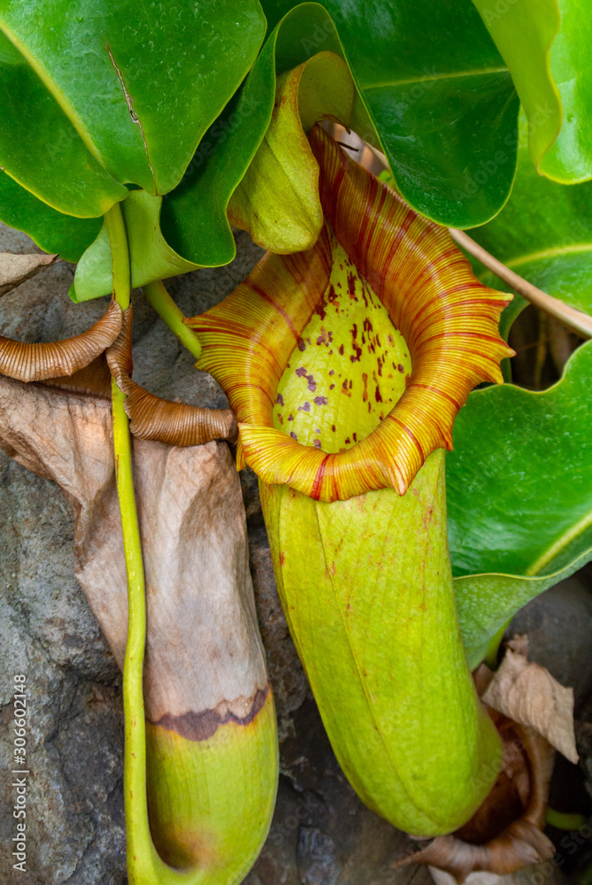 Nepenthes truncata,carnivorous plant,nepenthes truncata Stock Photo ...