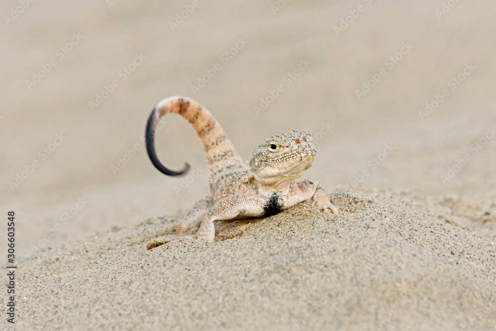 Toadhead agama Phrynocephalus mystaceus on a sand dune in Dagestan ...