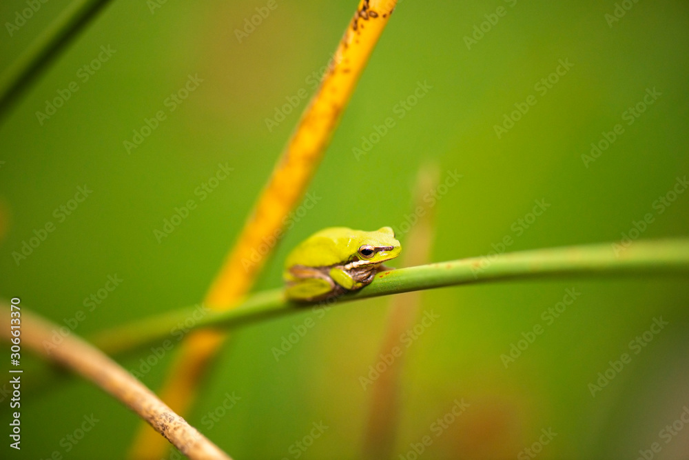 Close up of a Wallum sedge frog also known as a Olongburra frog. Stock ...