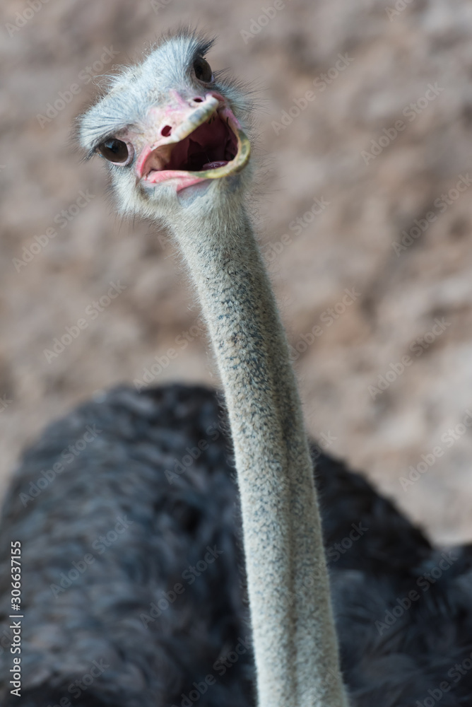 Ostrich bird head in happy and smiling emoticon face, funny, cute ...