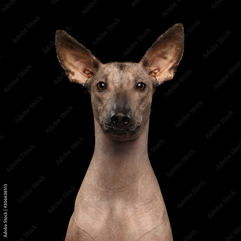 A Mexican Dog Breed