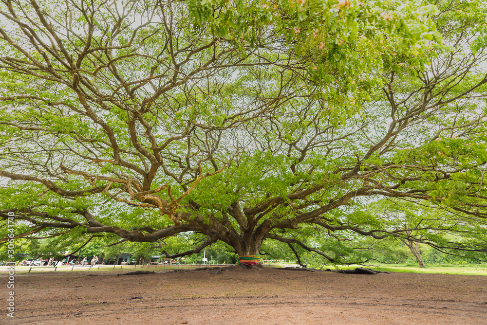 Branches of old Samanea saman or Rain tree. Stock Photo | Adobe Stock