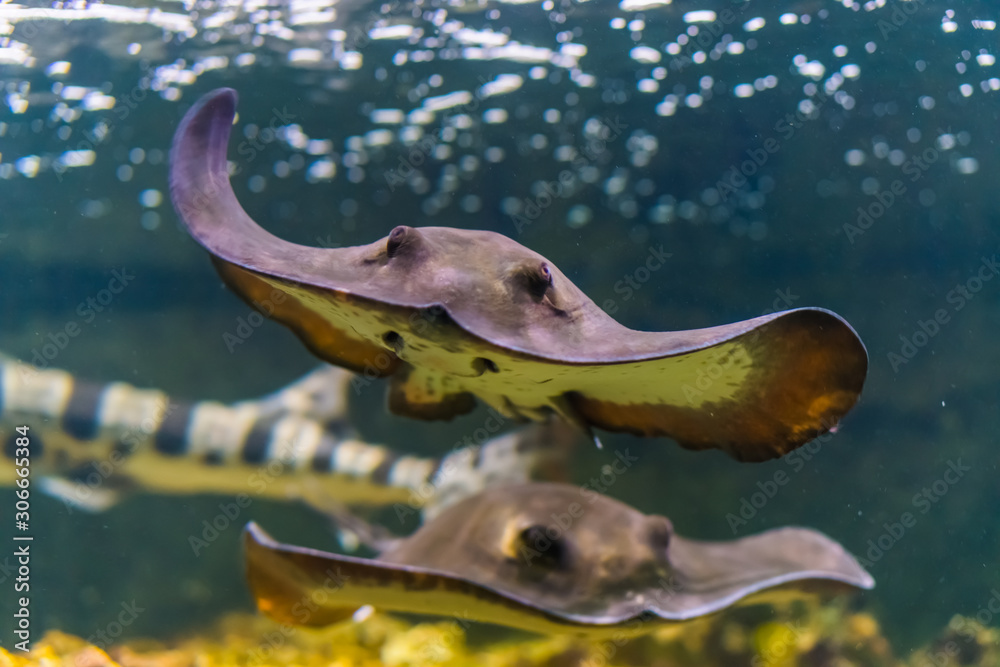 front closeup of a common stingray swimming underwater, popular ...