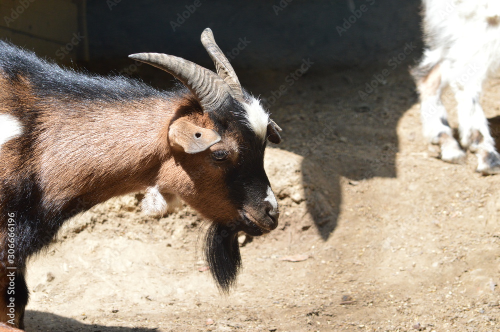 capretta Stock Photo | Adobe Stock