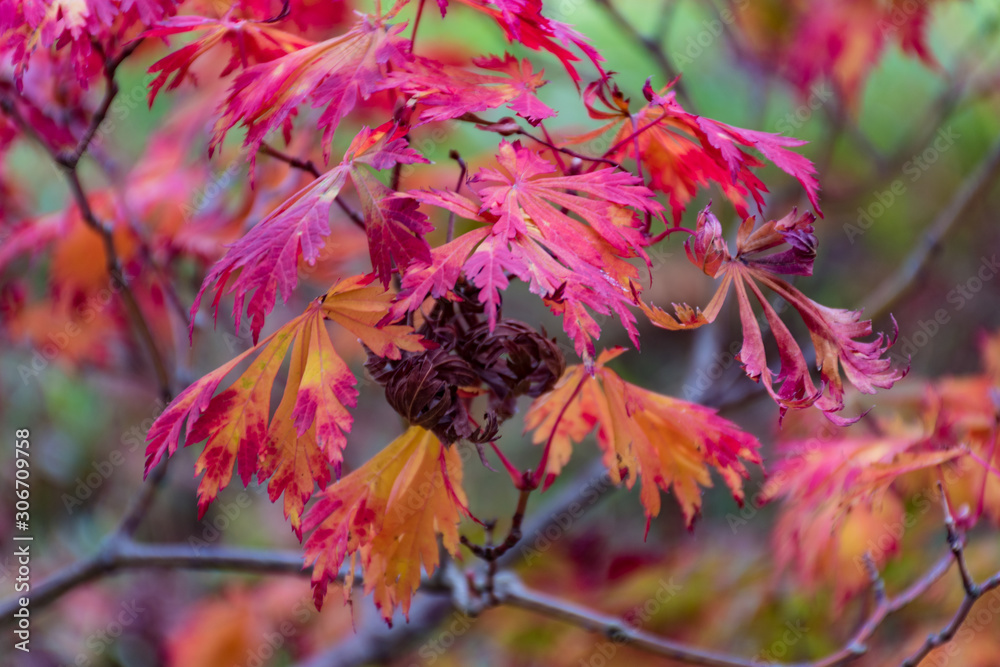 Feuille d'arbre rouge oranger avec un piquet exeptionnel à la saison ...