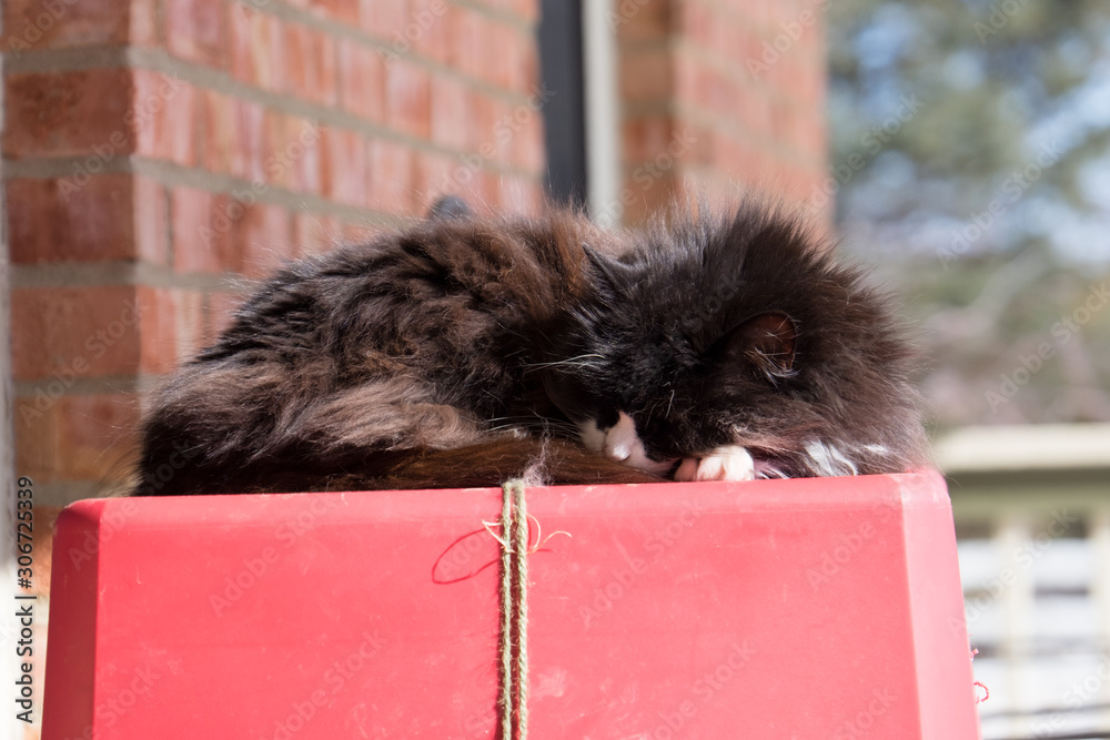 Cat napping Stock Photo | Adobe Stock