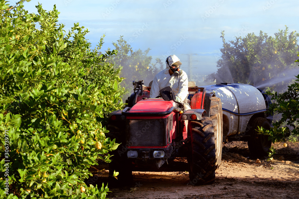 Tractor spraying pesticide and insecticide on lemon plantation in Spain ...