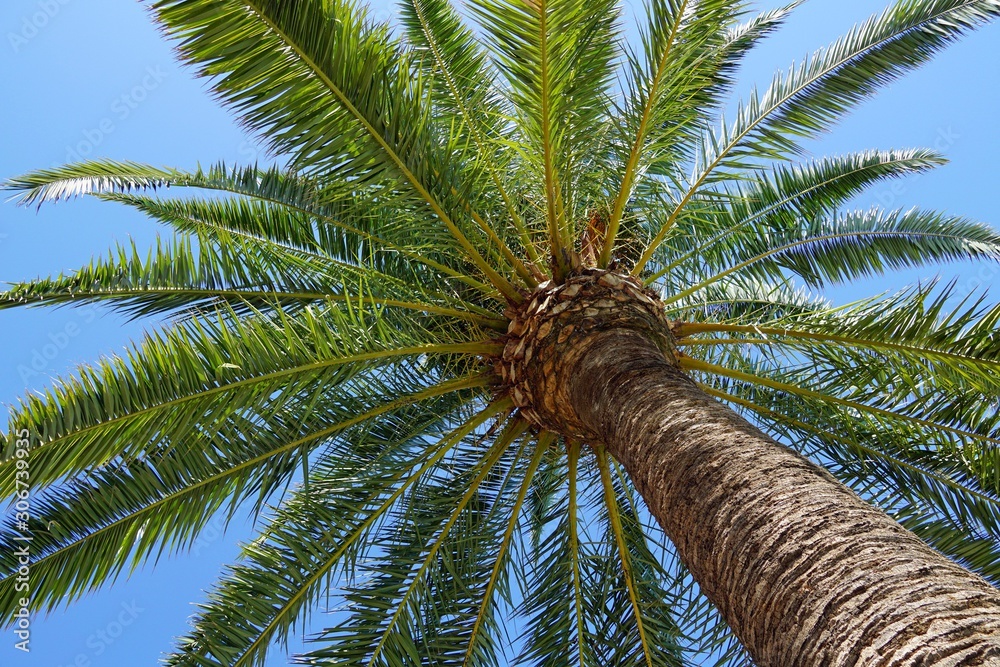 Under the palm tree Stock Photo | Adobe Stock