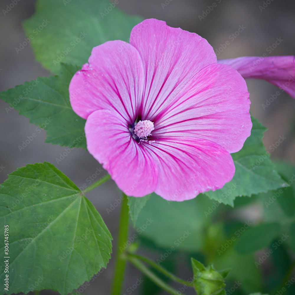 pink mallow in the meadow close up Stock Photo | Adobe Stock