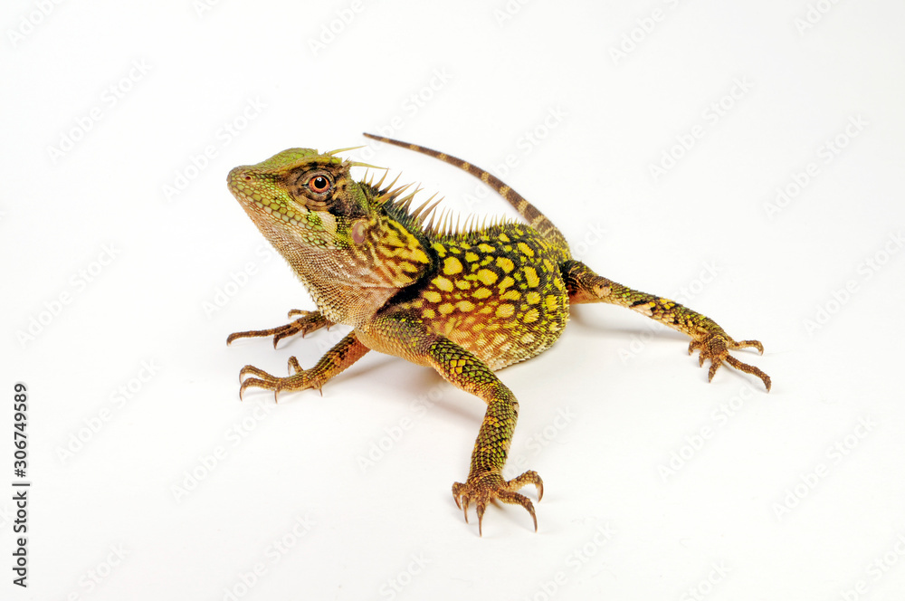 Nackenstachler (Acanthosaura armata) - armored pricklenape / peninsular ...