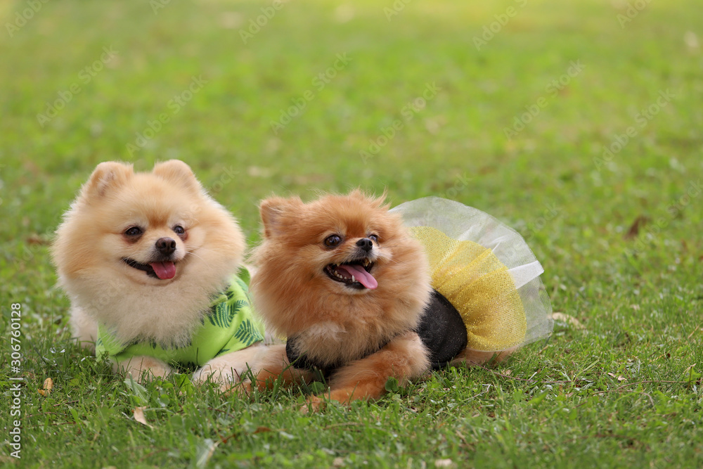 What Breed Is Boo The Cute Dog