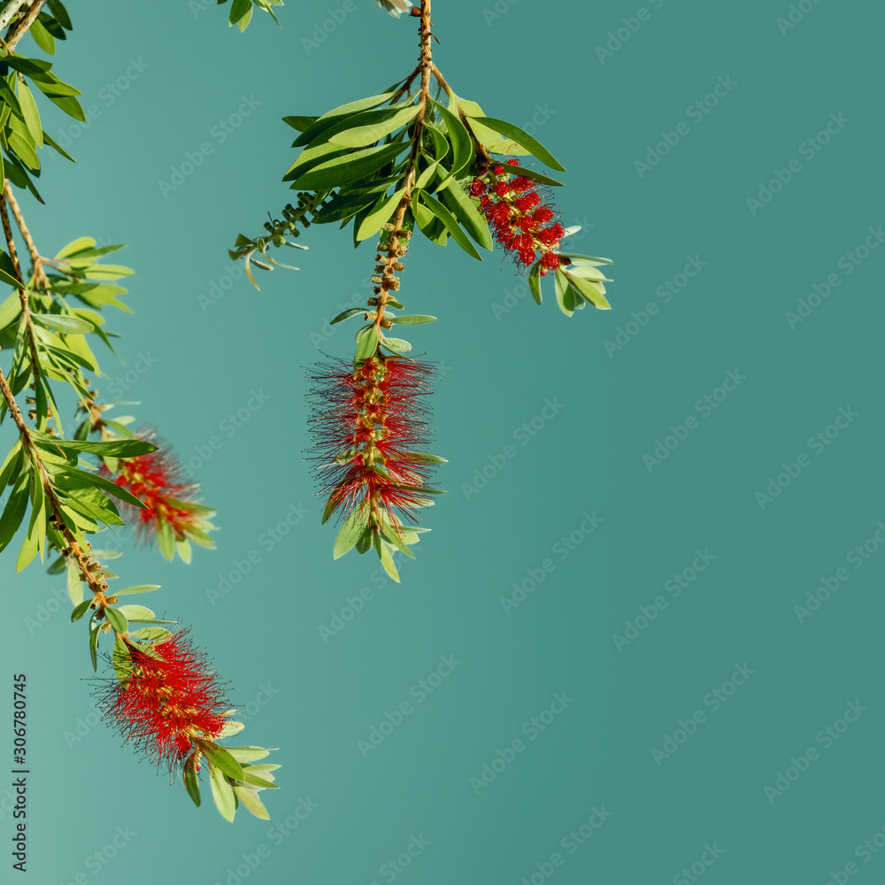 Foto de Beautiful plant of Callistemon citrinus (bottlebrushes) flowers ...