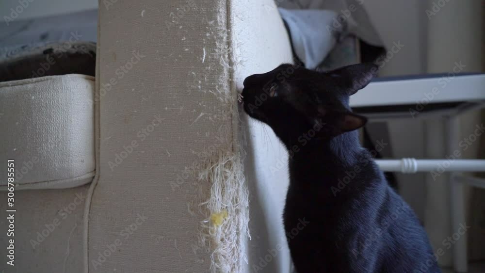 Torn, damaged sofa in the living room, two black cats. Stock ビデオ ...