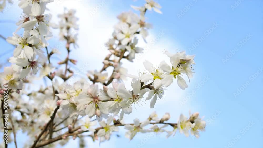 Sakura's tree has blossomed. Sakura flowers filmed to close-up and ...