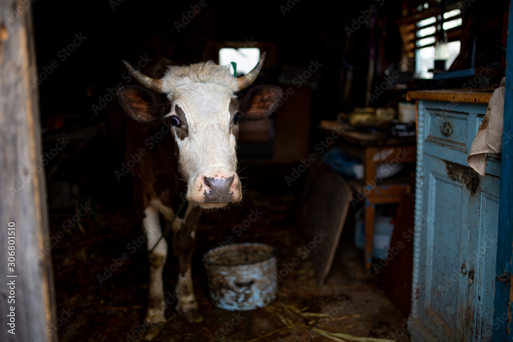 Russian village. A black and white cow peeks out from a barn in a ...