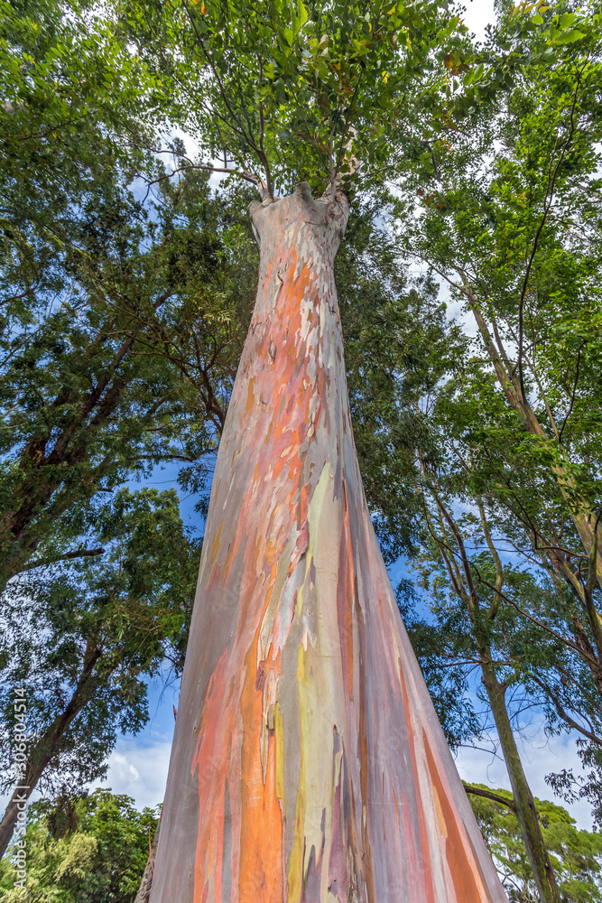 Rainbow eucalyptus tree in Hawaii Stock Photo | Adobe Stock