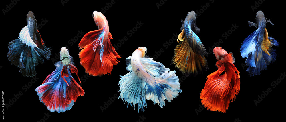 Multi Colored Betta Fish