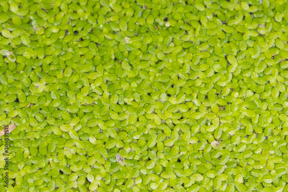 Natural green azolla background. Duckweed, Natural Green Duckweed on ...