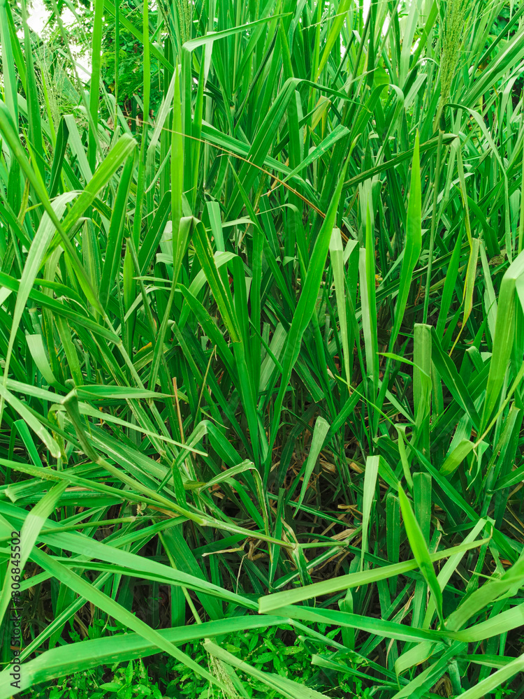 Lush Green Grass Wallpaper