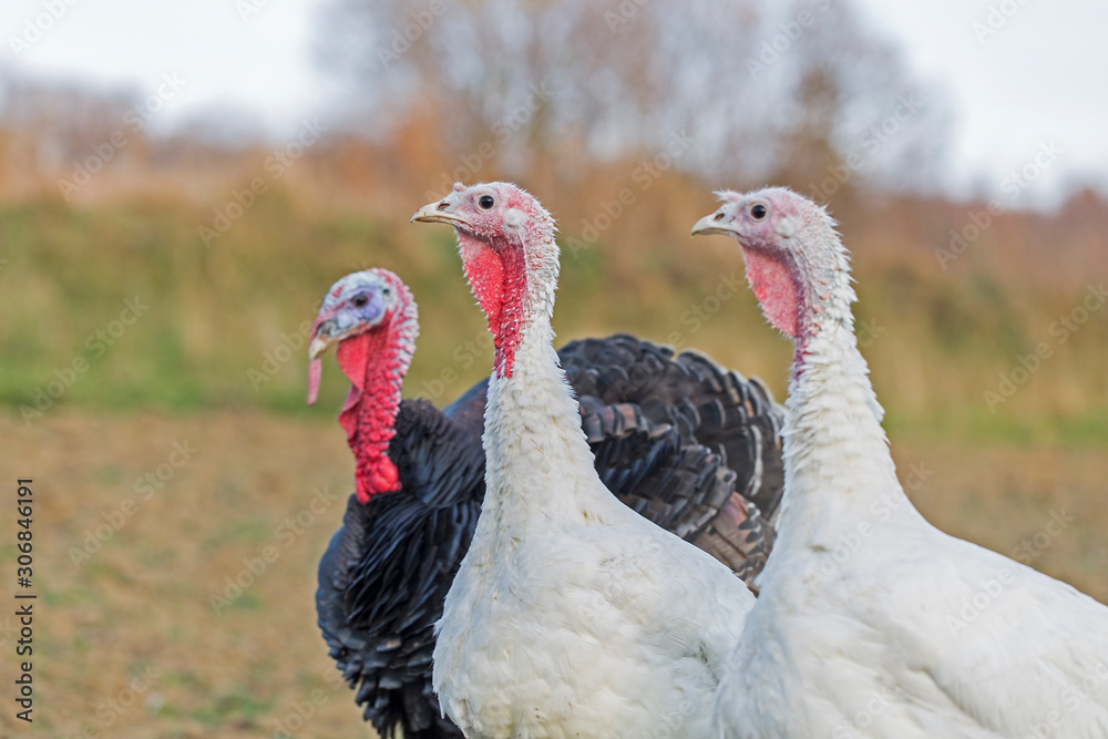 Foto de Turkey breeding farm. Home turkeys graze in the meadow. A flock ...