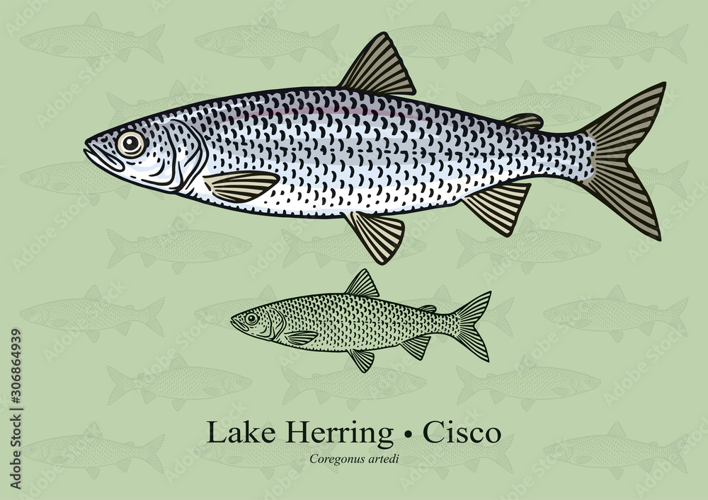 Lake Herring, Cisco. Vector illustration with refined details and ...