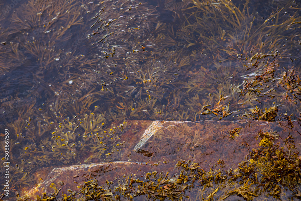 Egg Wrack, Ascophyllum nodosum seaweed, algae floating in the water ...