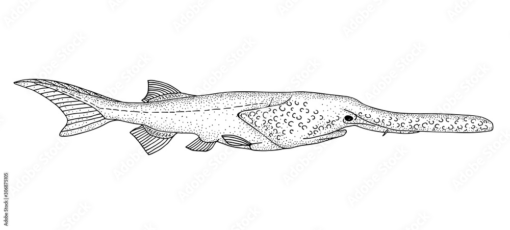 Paddlefish. Black hand drawing outline vector image. Stock Vector ...