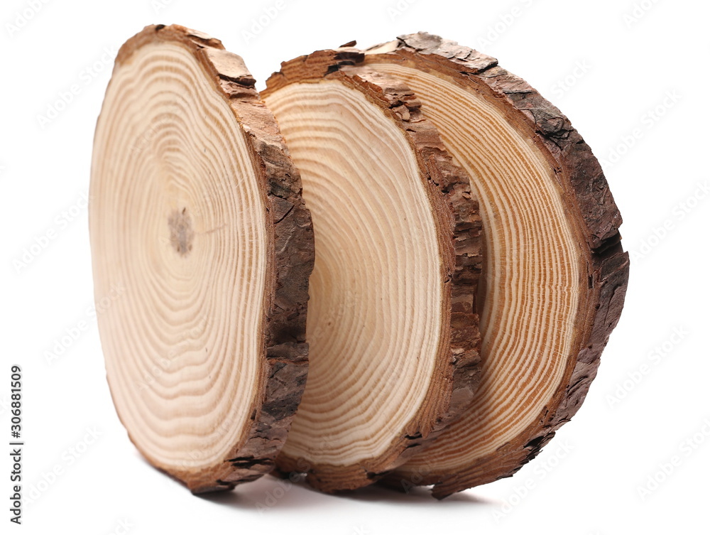 Cross section of tree trunks, stumps, isolated on white background ...