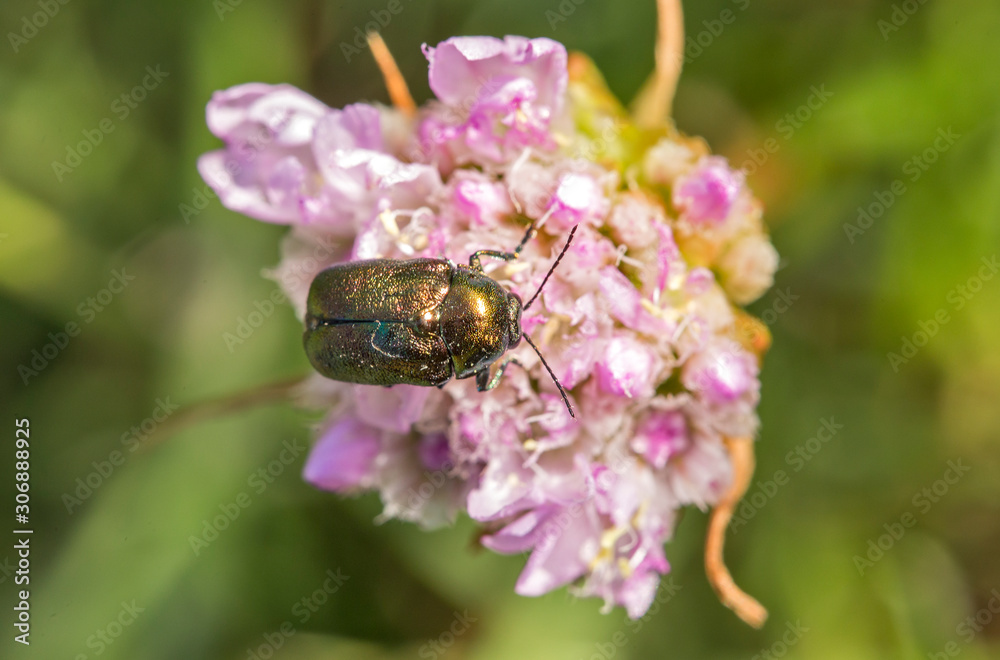 Beetle Cryptocephalus sericeus in natural habitat. Green beetle ...