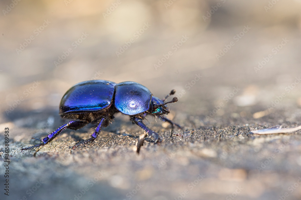 Anoplotrupes stercorosus bug in summer forest, selective focus ...