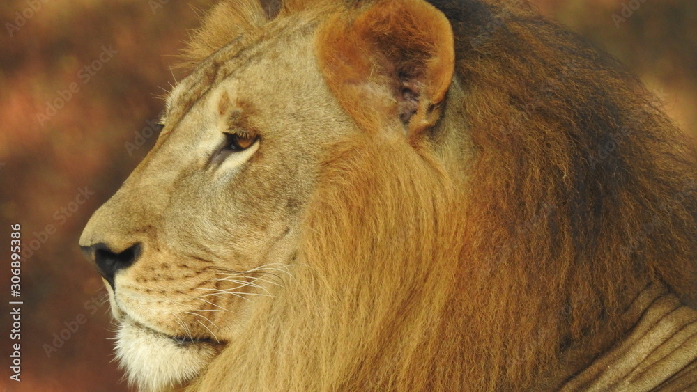 lion looking regal standing, closeup photography of wild animal lion ...