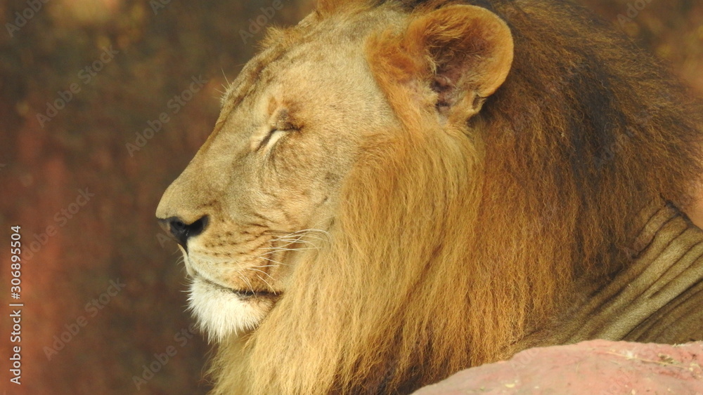 lion looking regal standing, closeup photography of wild animal lion ...