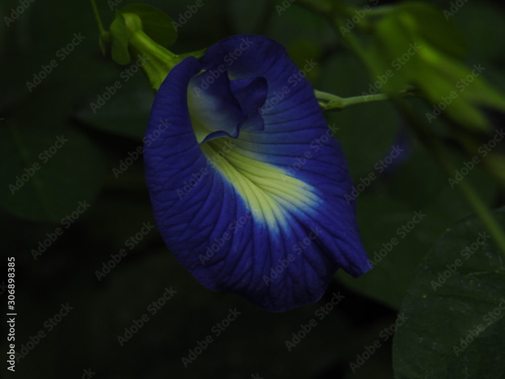 Butterfly Pea Vine beautiful flowers shaped like a conch sian ...