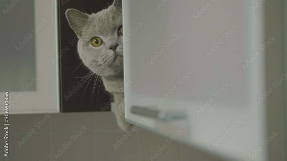 Cute silly cat peeking from around the corner. Big fluffy cat peeks out ...