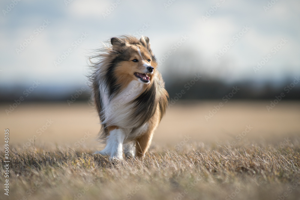 Foto de dog in the wind do Stock | Adobe Stock