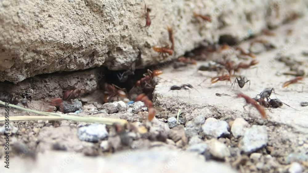 Amazon ants fighting with Formica ants for new slaves vídeo do Stock ...