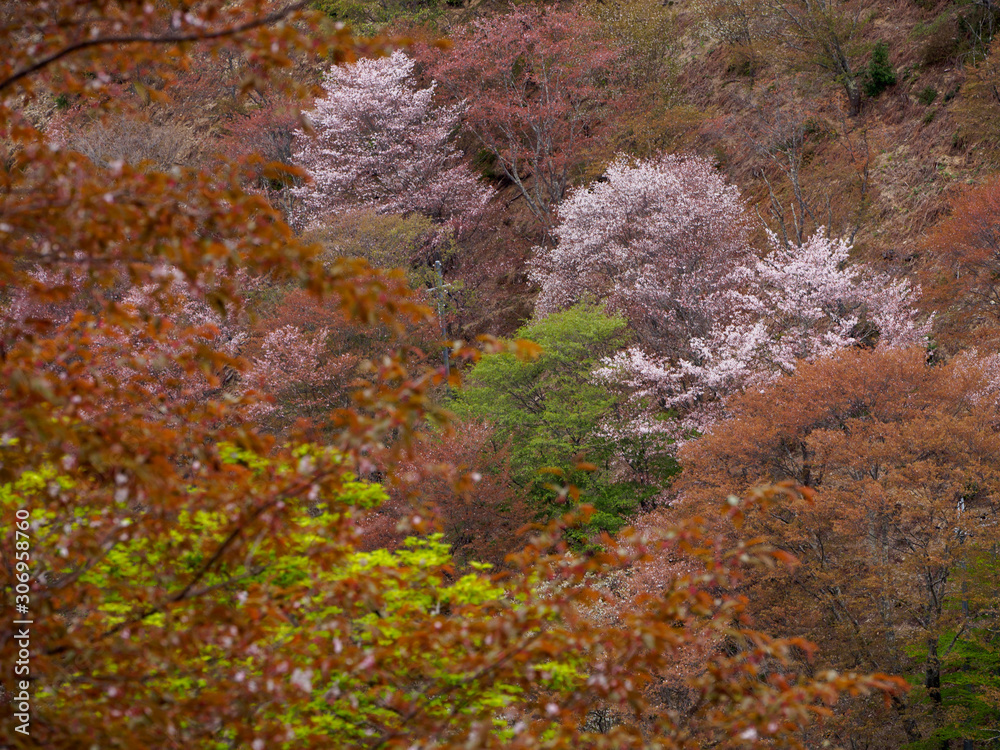 Wide aerial view of blooming Sakura trees among Hazakura, or cherry ...