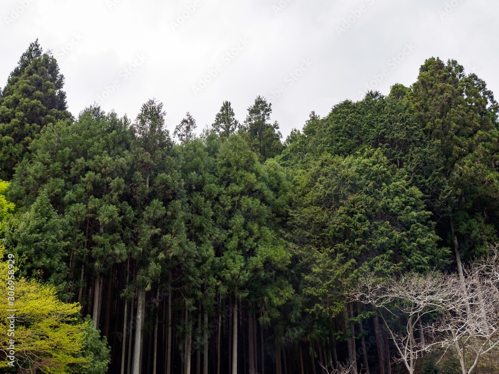 Wide angle view of the cloudy tree top canopy of a Cedar forest along ...