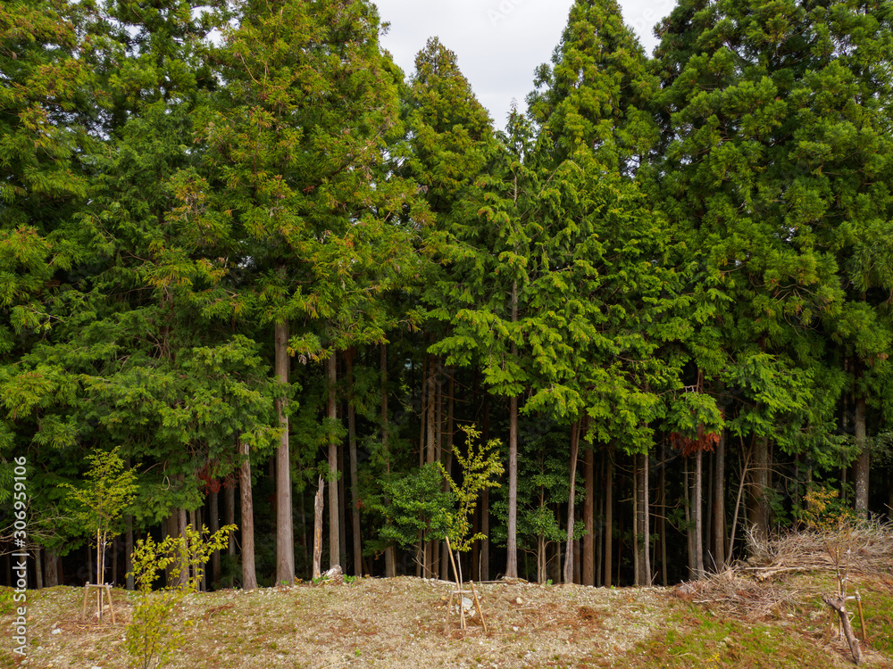 Wide angle view of a forest of dense green Japanese cedar trees. Naka ...
