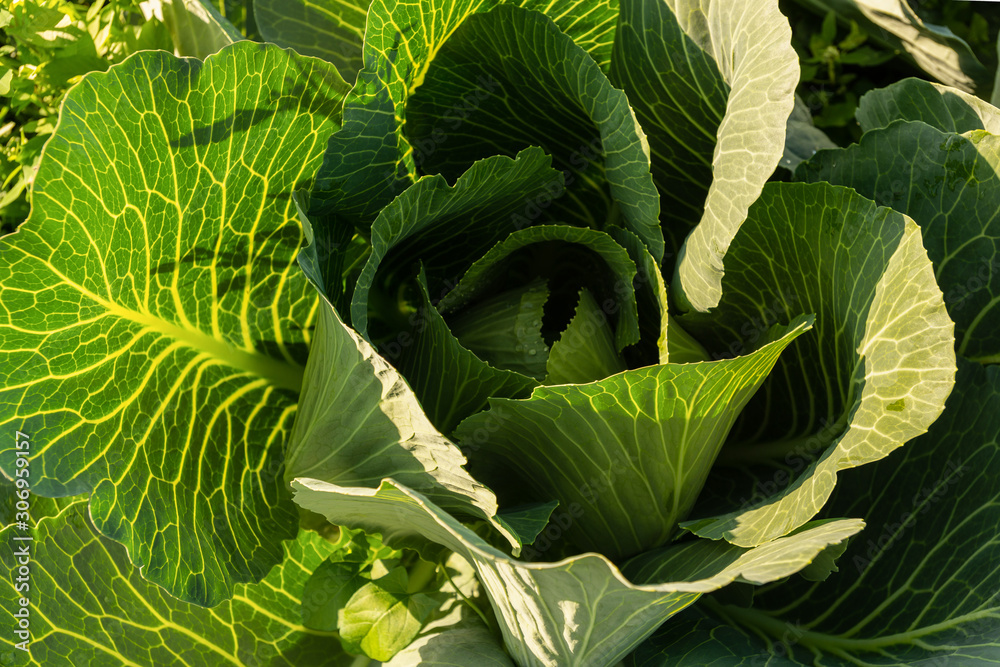 Weisskraut Köpfe schön gewachsen frisch und grün in der Morgensonne auf ...