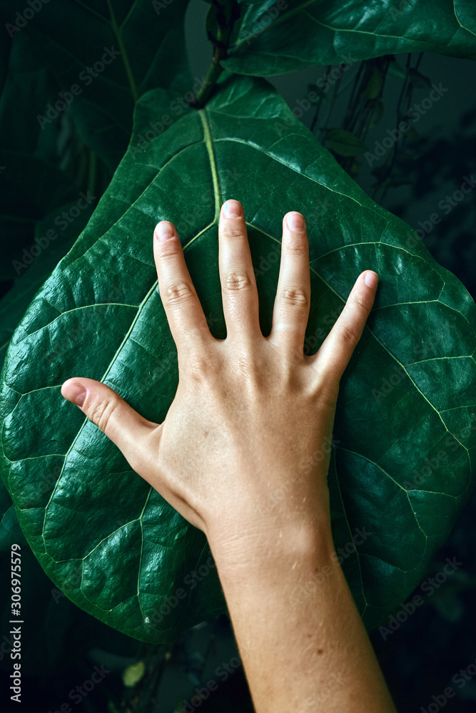 Top view of the female arm touches very big leaf of the tropical plant ...