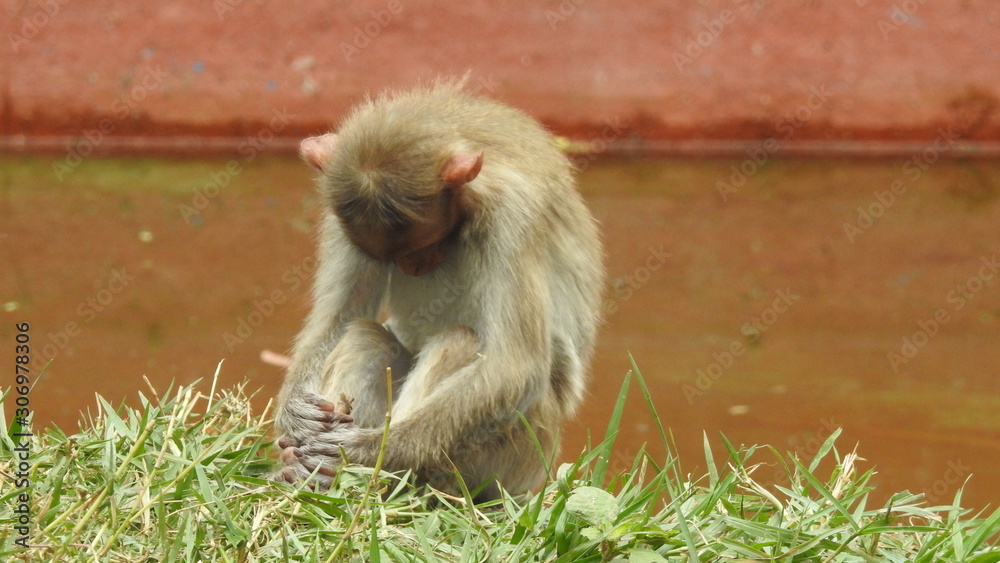 Baby monkey by its mother's side close-up. Monkey life among people in ...