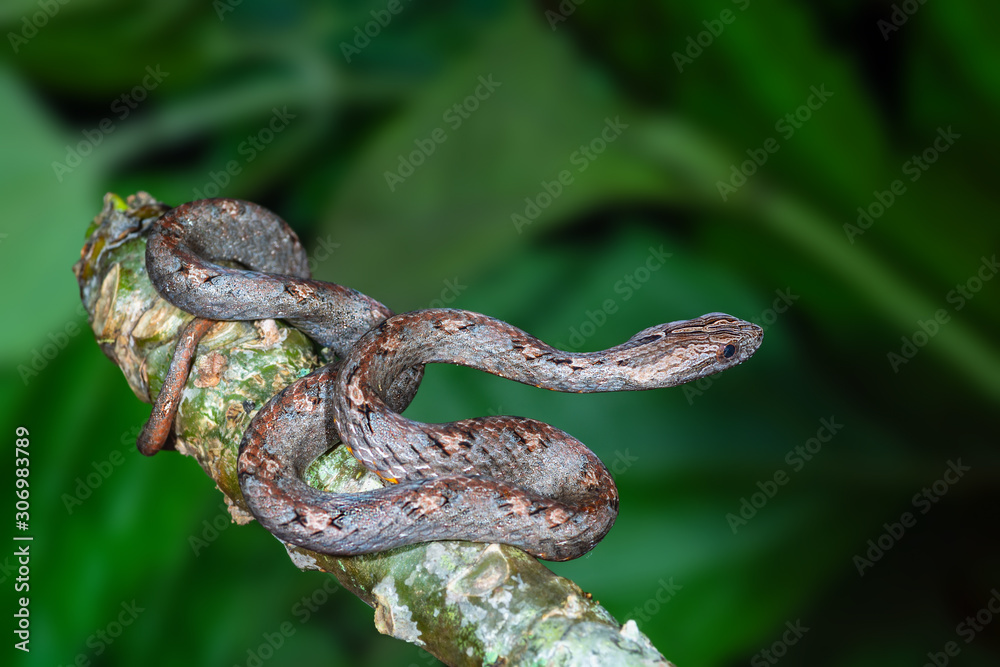 Common Mock Viper or Psammodynastes pulverulentus (Boie, 1827 ...