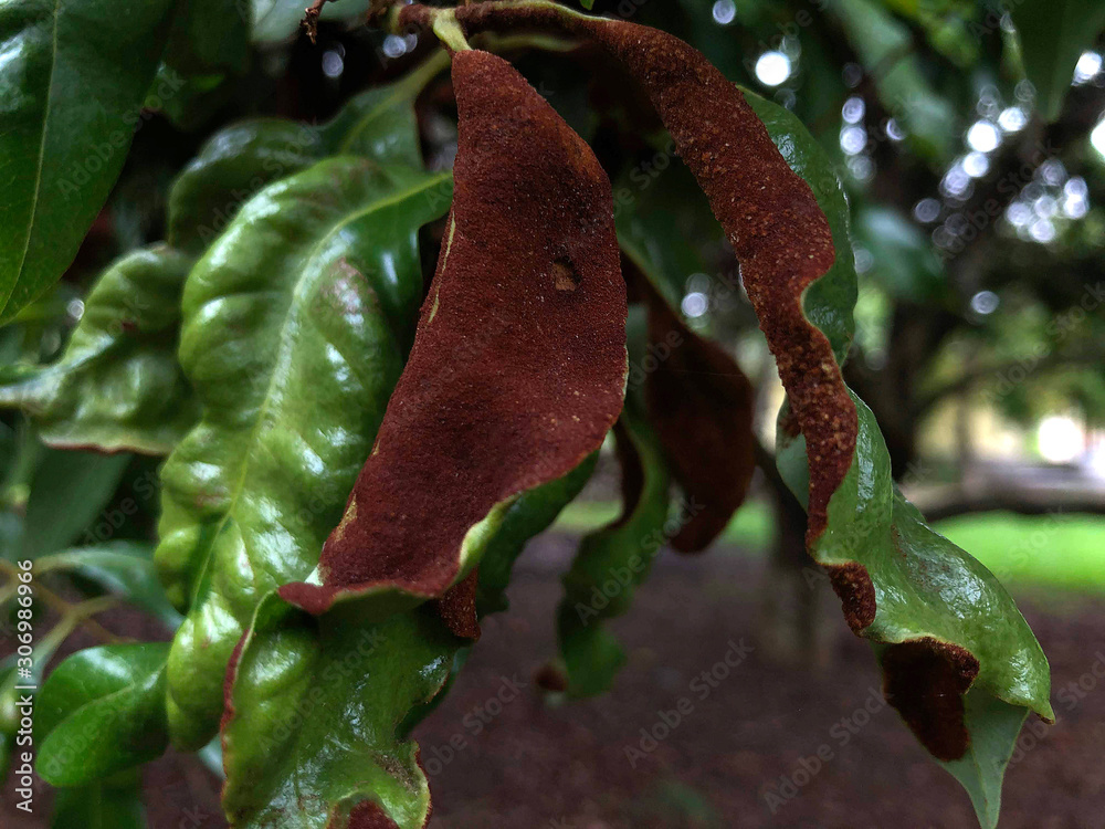 Lychee Tree Leaves